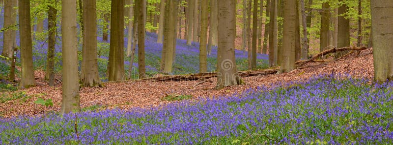 Flora, Flowers, Forest stock image. Image of plant, groundcover - 109890591