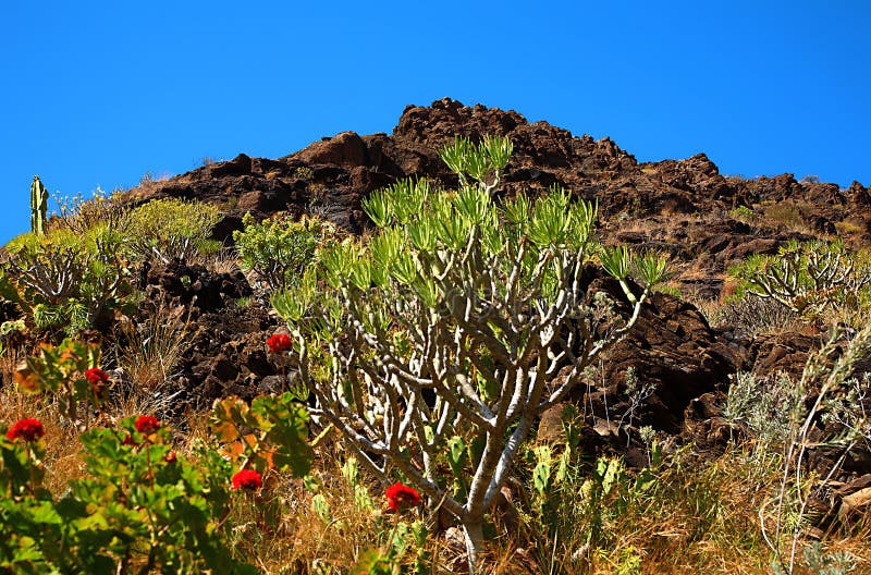 Flora of Gran Canaria, Canary Islands, Spain Stock Image - Image of ...