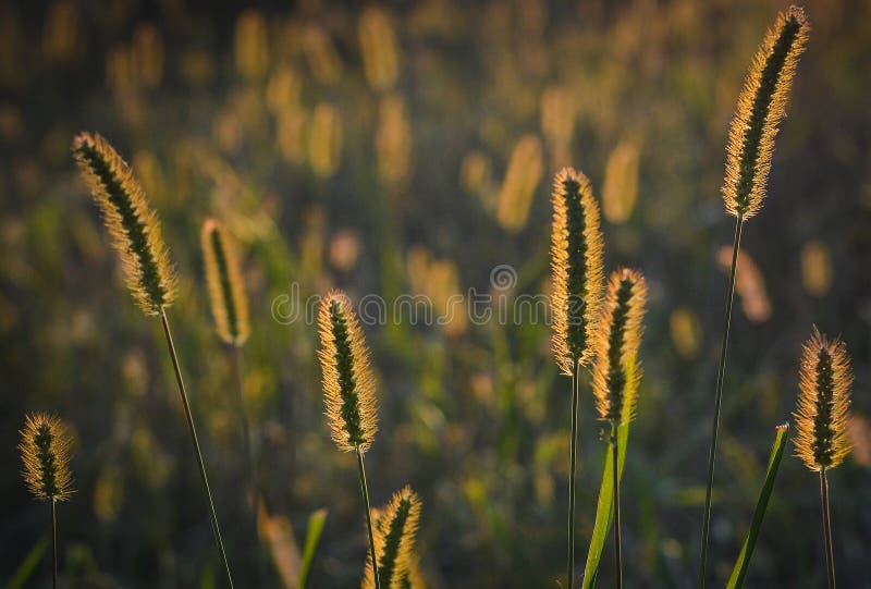 Sky, Grass, Grass Family, Morning Picture. Image: 106402802