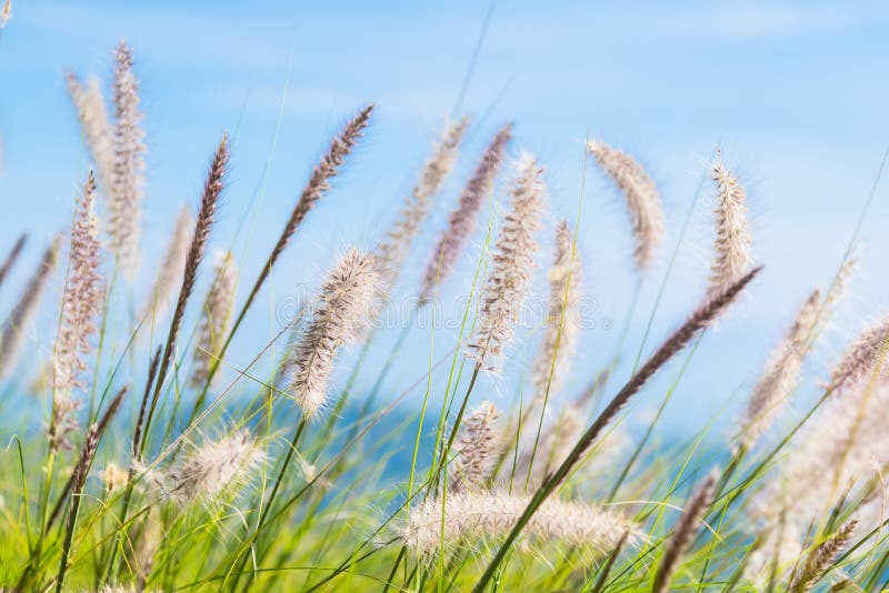 Wind grass ivy stock image. Image of outdoors, wind, season - 17535765