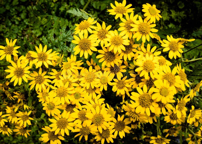 Flora of the Himalaya: Wild Flower Stock Photo - Image of flower ...