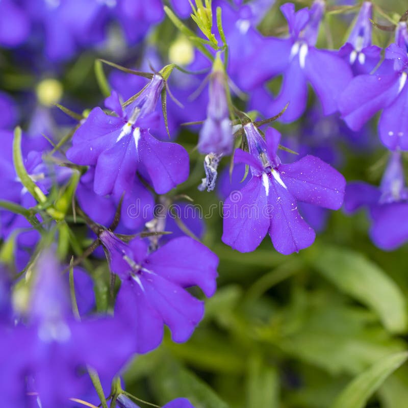 Edging Lobelia (Lobelia Erinus) in Garden Stock Photo - Image of petals ...