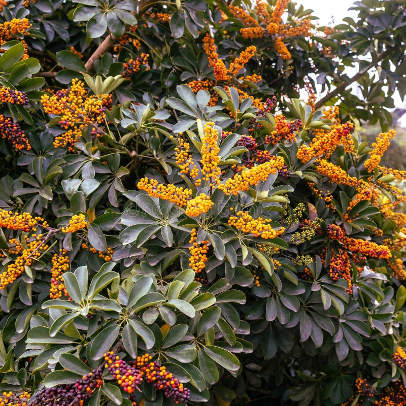 Square Frame. Schefflera Bloom Showcases Array of Berries Stock Photo ...