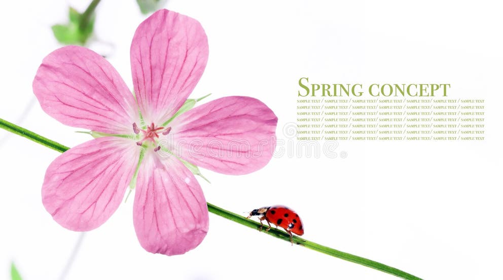 Flora and lady bug stock photo. Image of black, isolated - 8811166