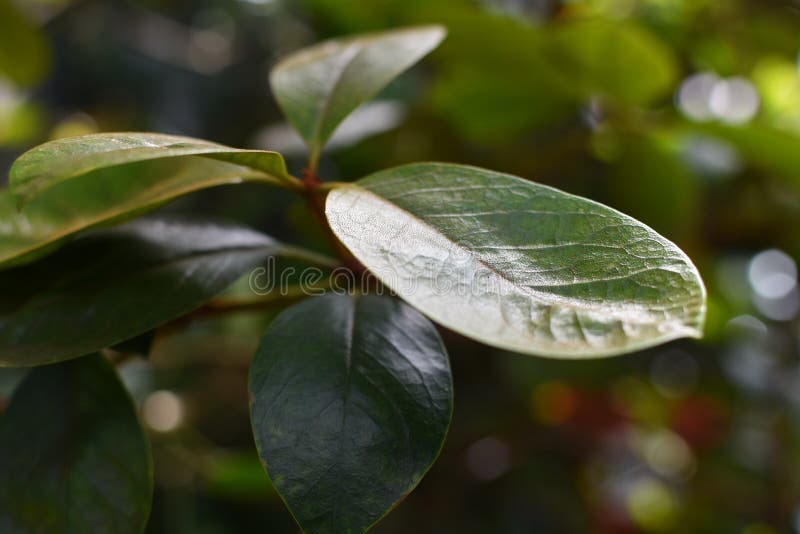 Flora Leaf Display Background Stock Image - Image of foliage, fresh ...