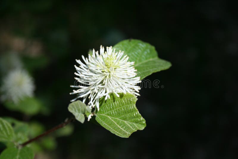 Flora, Leaf, Plant, Flower stock image. Image of flora - 116176329