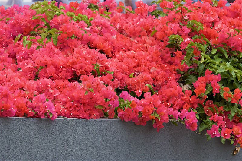 Flora of Madeira, Portugal stock photo. Image of fern - 95474102