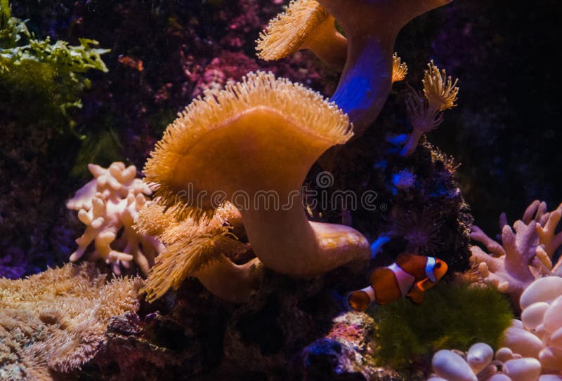 Flora marina y fauna, imagen de archivo. Imagen de tropical - 44776503