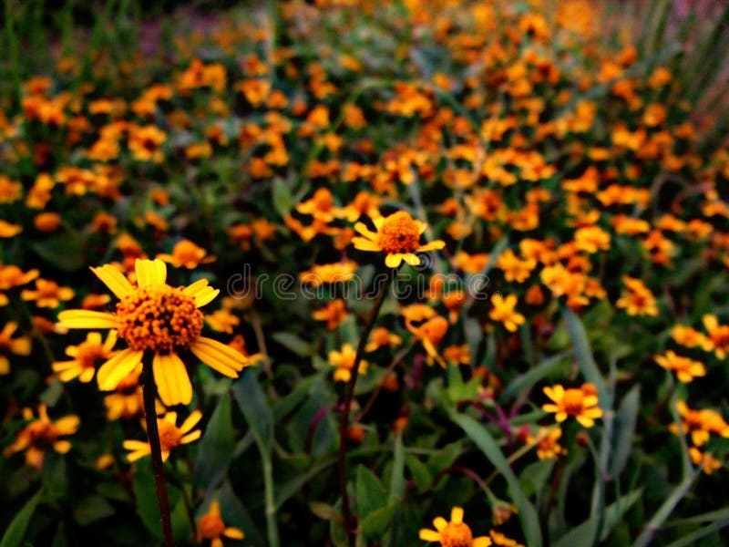 Flora stock image. Image of tica, naturaleza, vida, costarica - 84572661