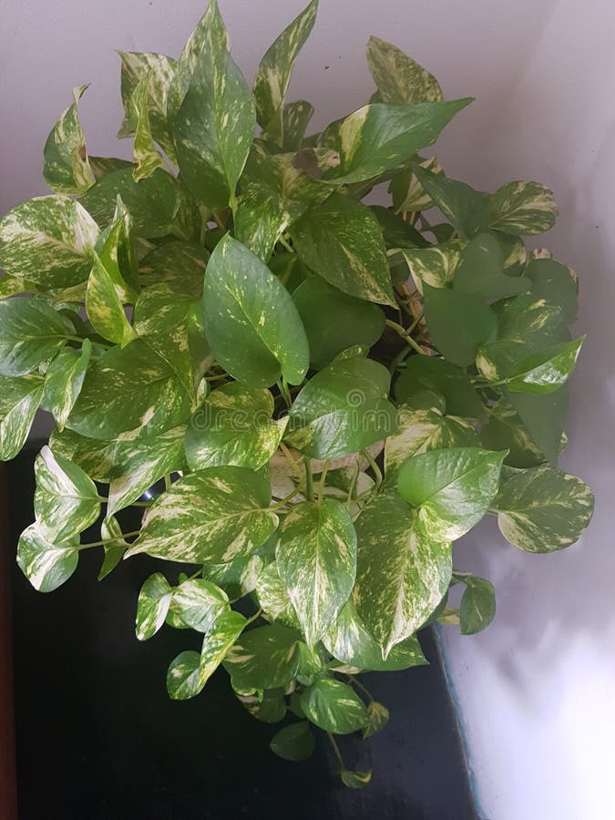 Flores Planta Creen Stock Photos - Free & Royalty-Free Stock Photos ...