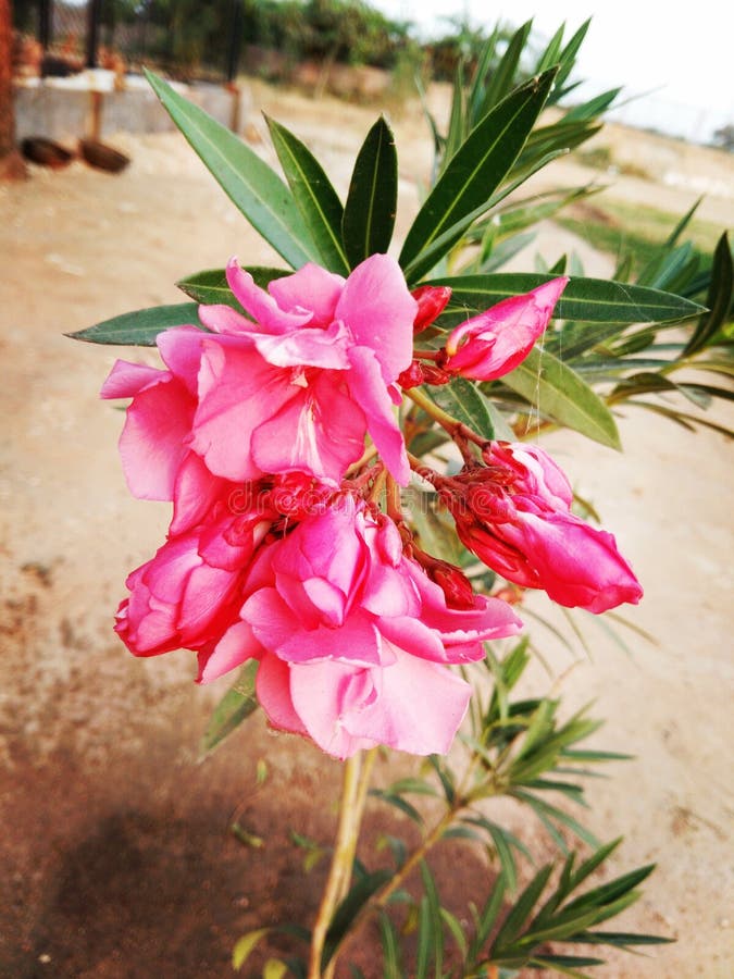 Flora nature s love stock photo. Image of flora, natures - 69646502