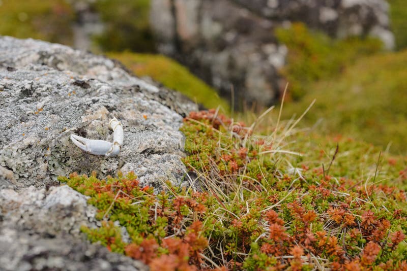 Flora Norway stock foto. Image of noorwegen, terrein - 75499944