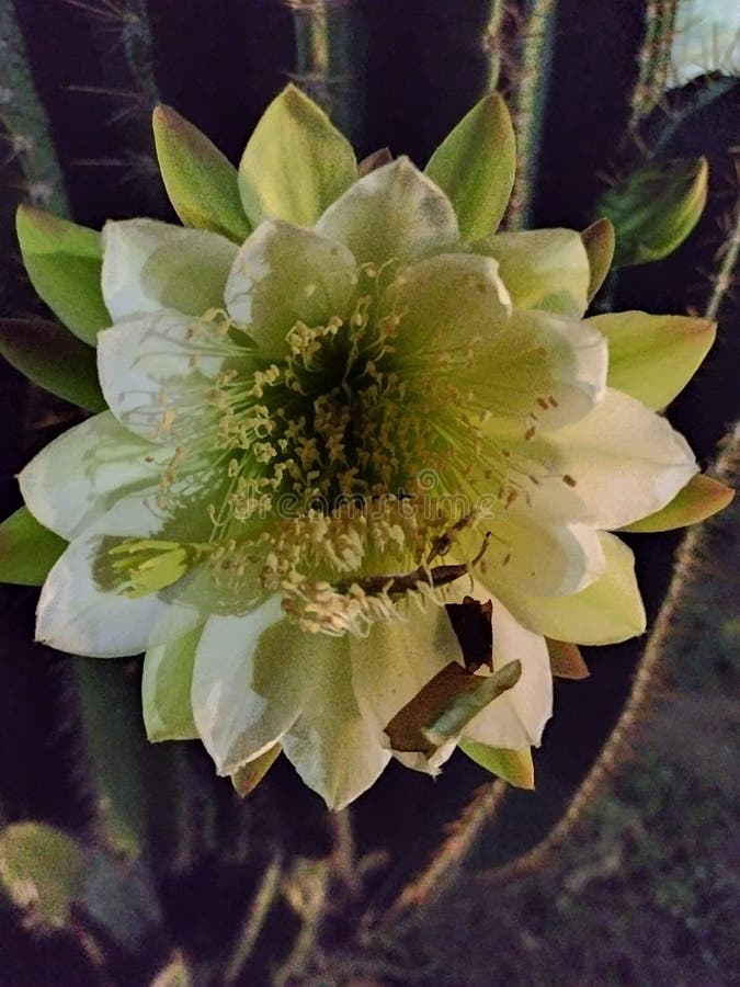 Flora offair Indonesia act stock photo. Image of offair - 263010794