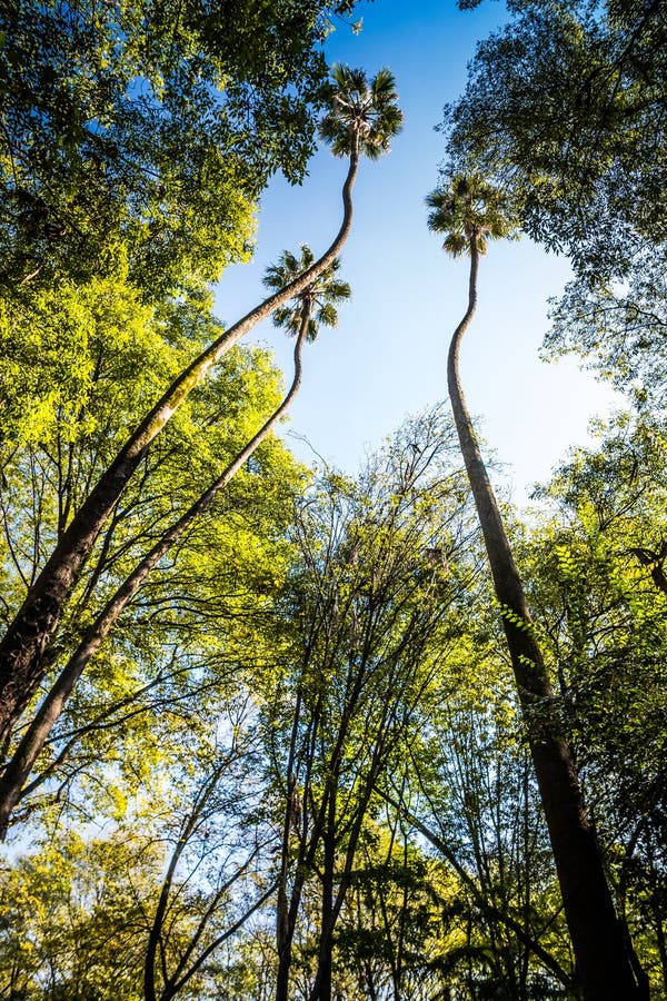 Mexico City, Mexico - October 24, 2018. Trees and Palms in Parque ...