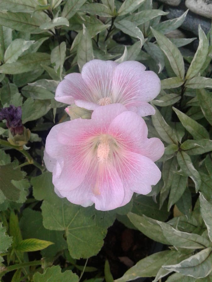 Flora pink stock photo. Image of nature, flower, pink - 110011936