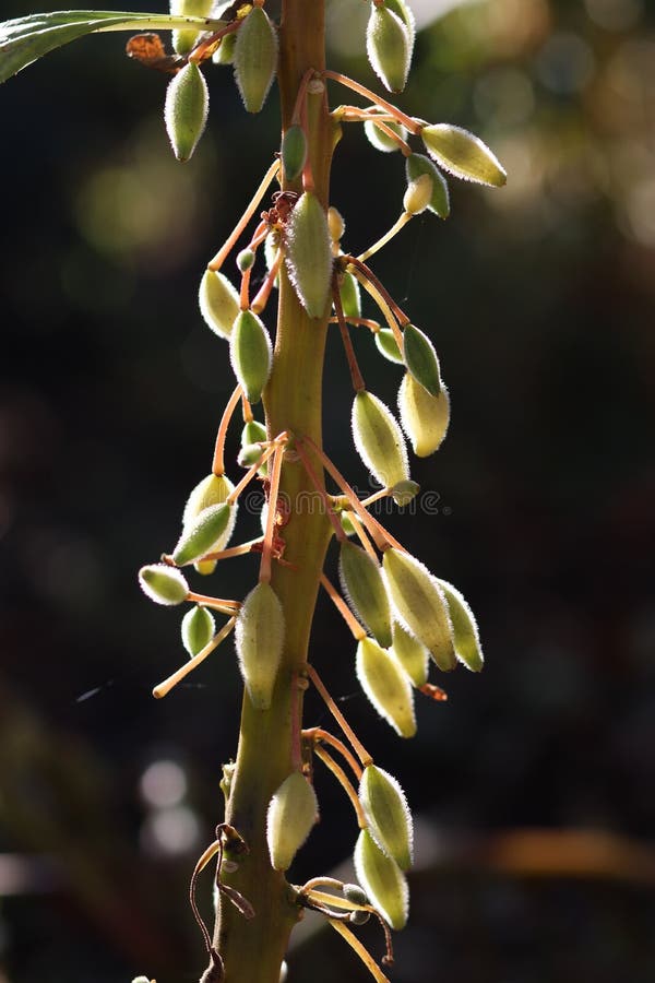 Flora, Plant, Branch, Twig stock image. Image of branch - 113166393