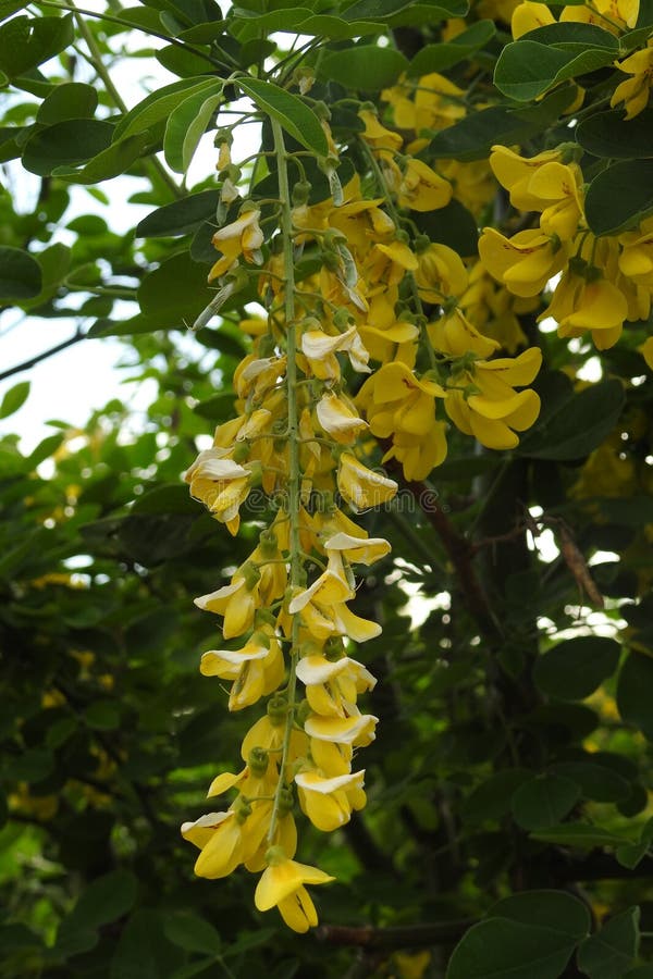 Flora, Plant, Flower, Spring Stock Photo - Image of shrub, spring ...