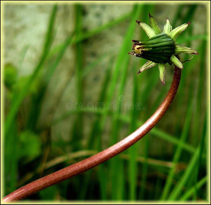 Flora, Plant, Grass, Plant Stem Picture. Image: 96250442