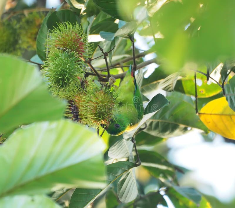 Flora, Plant, Leaf, Tree Picture. Image: 116611217