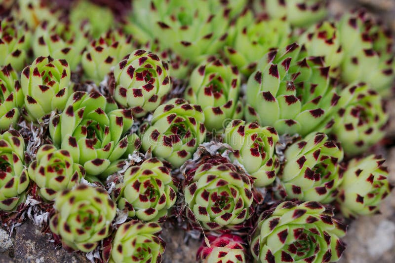 Flora, Plant, Organism stock photo. Image of organism - 114713160