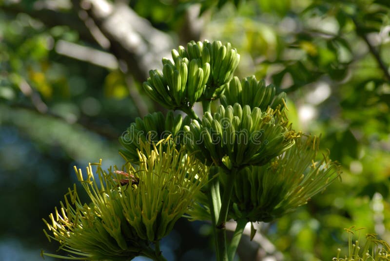 Flora, Plant, Vegetation, Tree Stock Image - Image of plant, tree ...