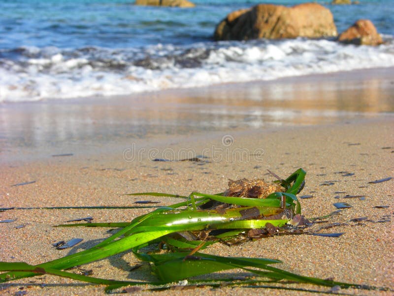 Flora of the Sea on the Beach Stock Image - Image of grass, island ...