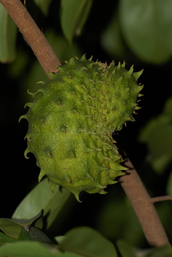 Flora, Soursop, Close Up, Plant Picture. Image: 112678805