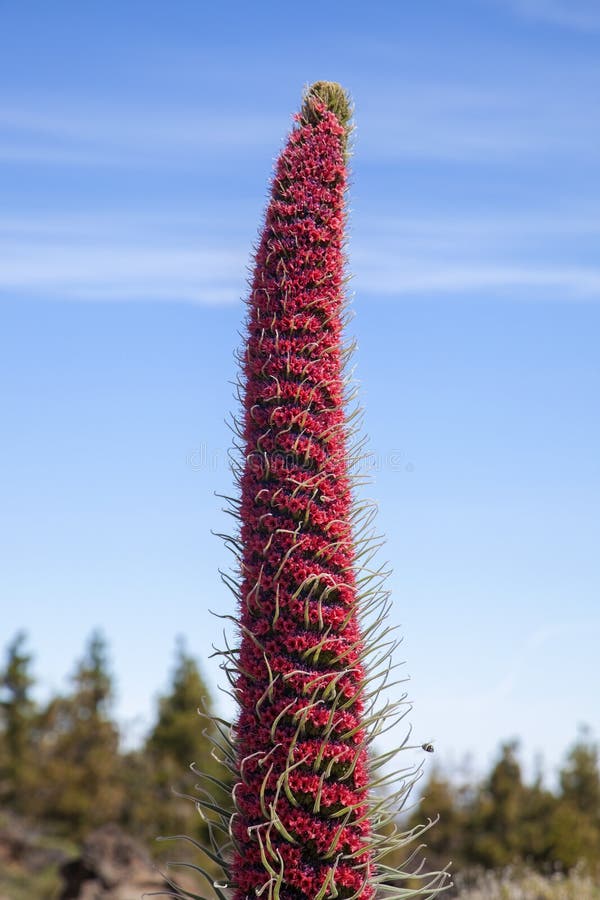 Flora of Tenerife - Echium Wildpretii Stock Image - Image of arranged ...