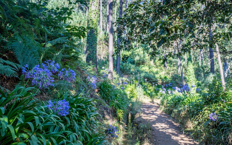 Flora and Vegetation Along the Levada Serra Do Faial Stock Image ...