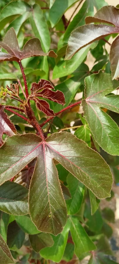 Flora of Zimbabwe Tree Plants Stock Image - Image of deciduous, flower ...