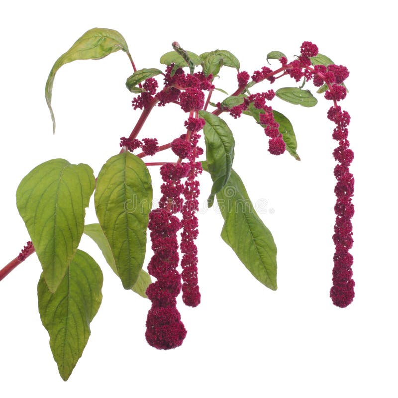 Amaranto Floreciente Aislado Imagen de archivo - Imagen de flora ...