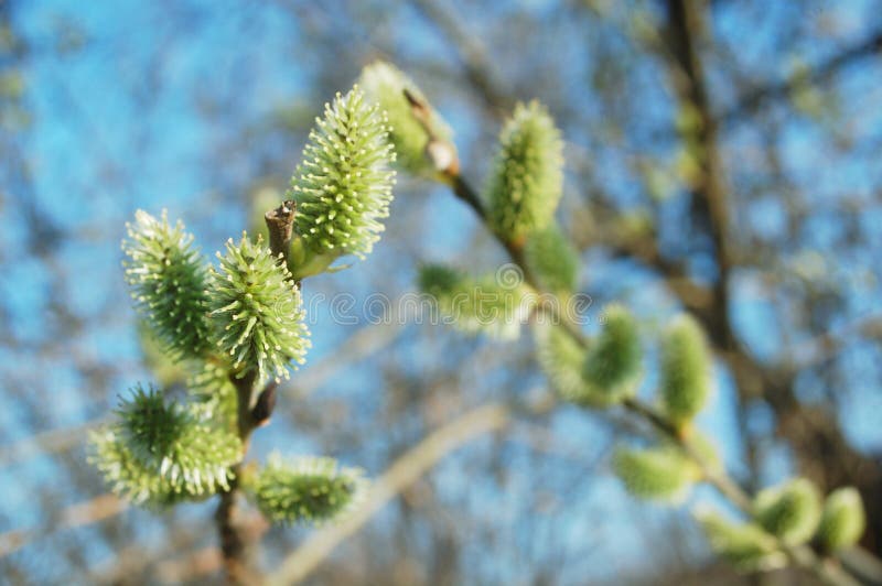 Flor del álamo foto de archivo. Imagen de planta, resorte - 29808970