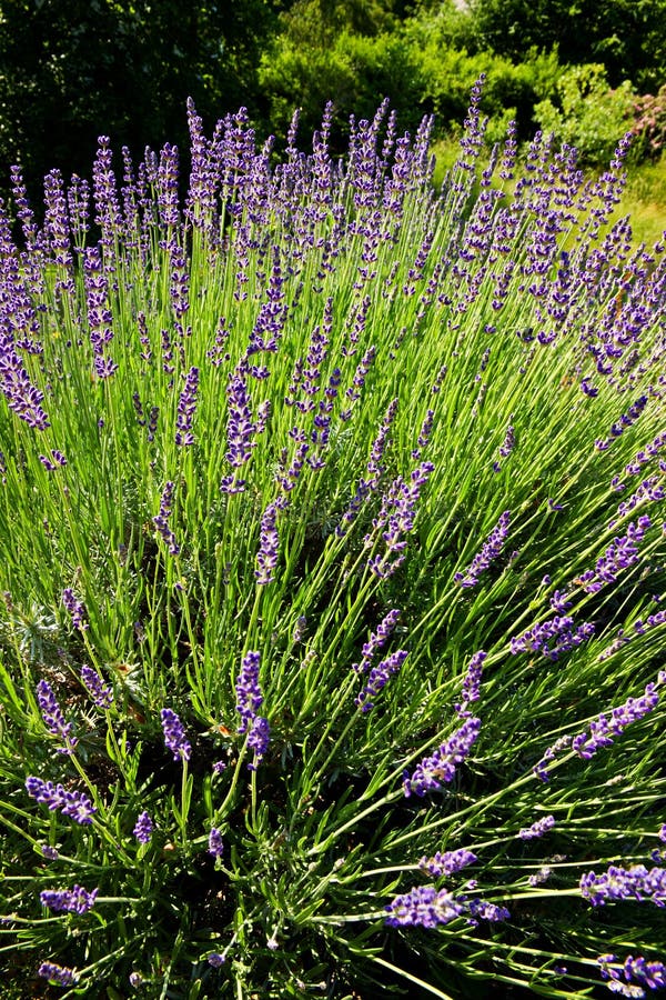 Flores Blancas De La Lavanda Vistas Cerca Para Arriba Imagen de archivo ...