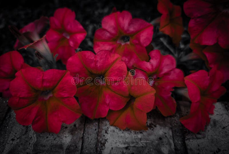 Florais rubis foto de stock. Imagem de sedutor, folha - 226379474