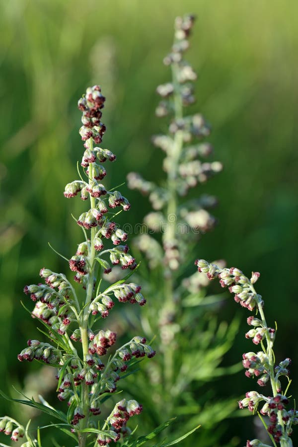 Absinthe Commune (armoise Vulgaris) Image stock - Image du amer ...