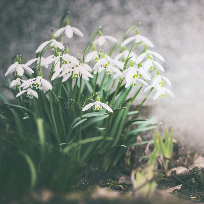 Plante D'été En Plein Air Florissante Bleu Violet Vif Les Fleurs D'été ...