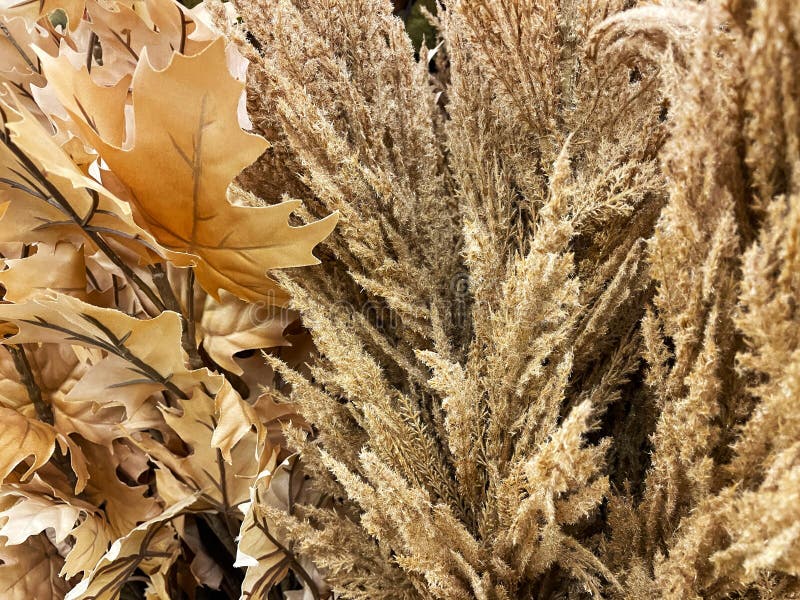 Floral Abstract Background Fuzzy Stem and Fall Colors Stock Photo ...