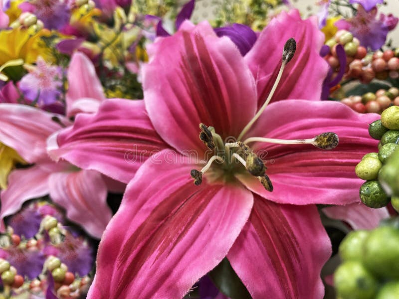 Floral Abstract Background Pink Flower and Stems in Center Stock Image ...