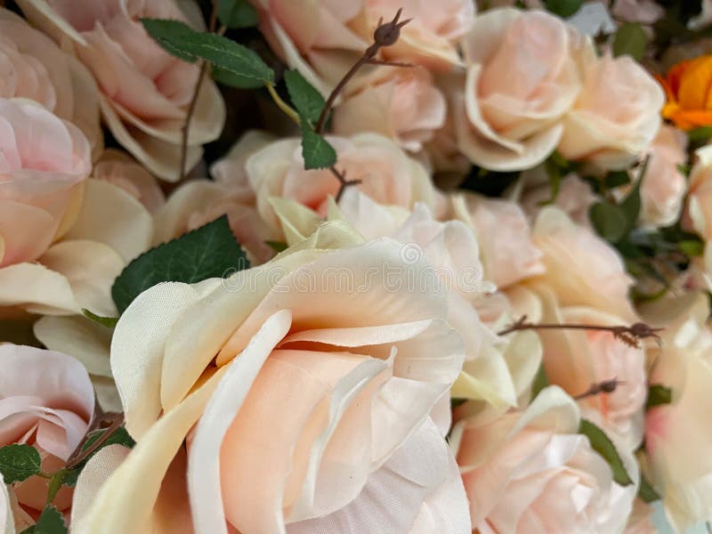 Floral Abstract Background Pinkish Roses and Green Stems Stock Photo ...