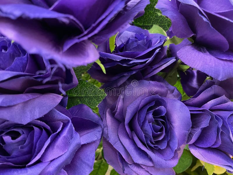 Floral Abstract Background Purple Roses and Green Leafs Stock Photo ...