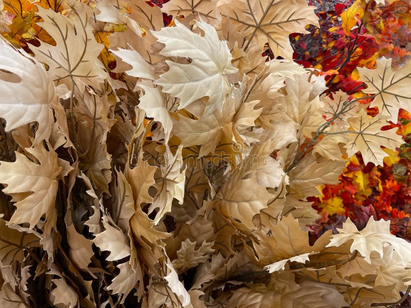 Floral Abstract Background White Faded Fall Color Leaf Flowers Stock ...