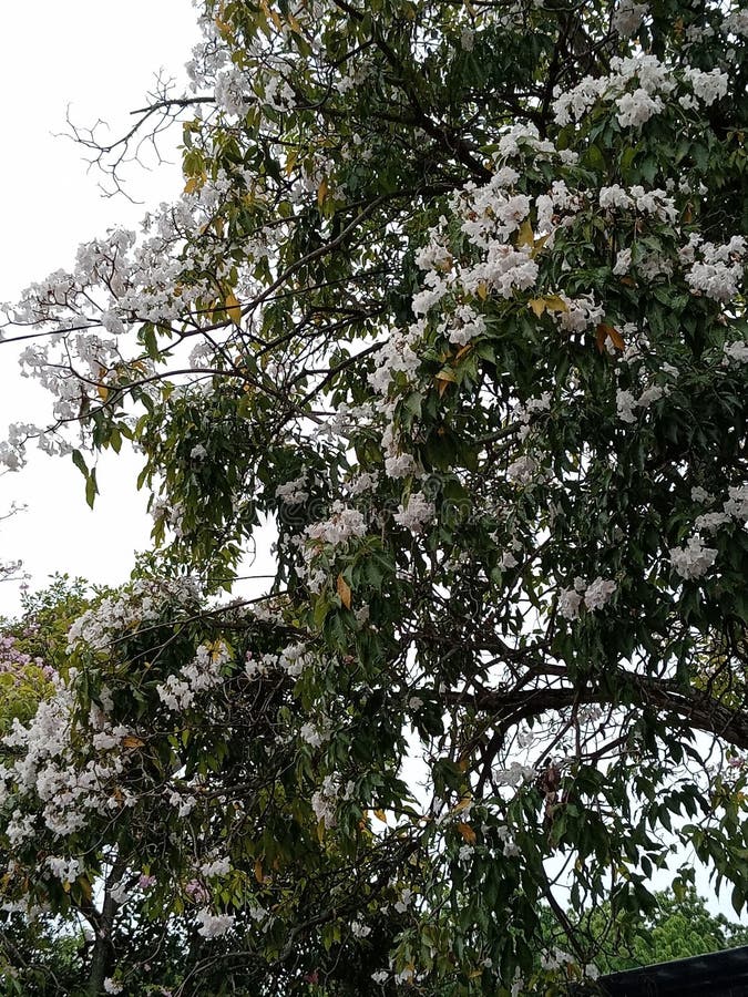 Floral in the Air stock photo. Image of produce, shrub - 242215918