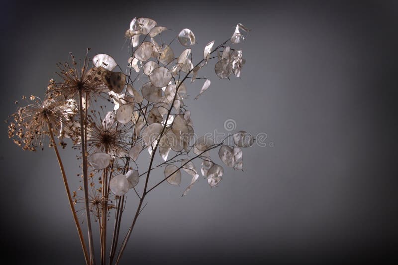 Stunning Orchid Plant and Arrangement Stock Image - Image of suggestive ...