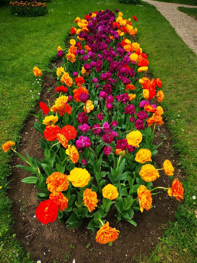 Floral Arrangement with Different Colored Tulips Stock Photo - Image of ...