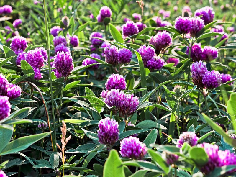 426 Purple Prairie Clover Stock Photos - Free & Royalty-Free Stock ...