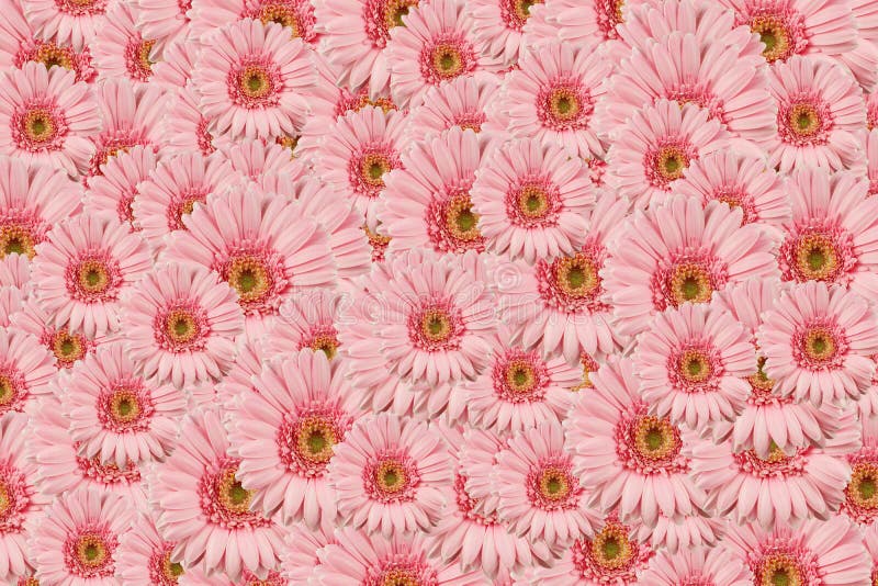 Three Happy, Eager Kids stock photo. Image of eagerly - 2053874