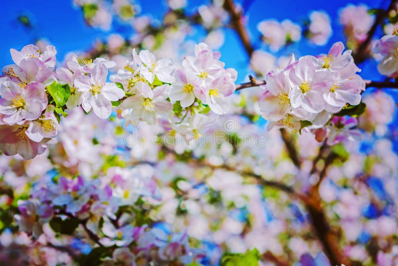 Floral Background Beautiful Blossoming Flowers of Stock Photo - Image ...