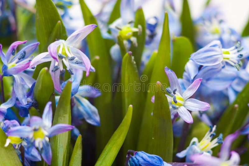 Floral Background Blue Spring Flowers Stock Image - Image of bouquet ...