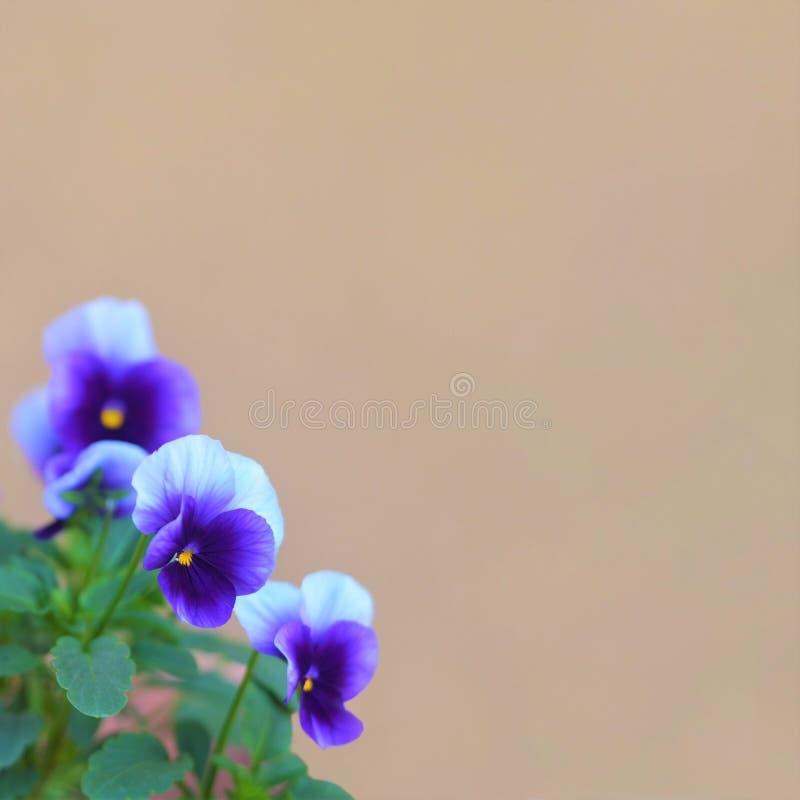 Floral Background with Blue Viola Tricolour Flowers and Copy Space ...
