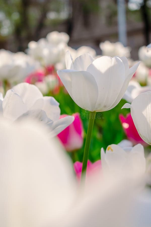 Floral Background from a Carpet of White Tulips. Stock Image - Image of ...